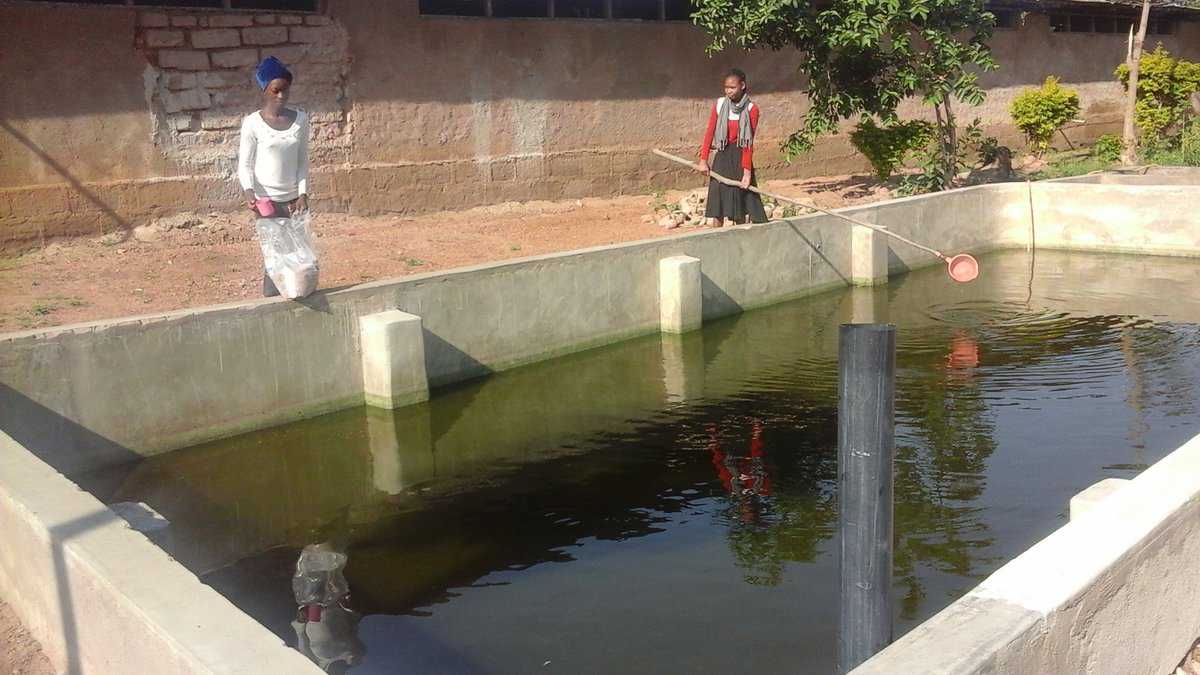 Hope Revives in Musoma, Tanzania with AWIU Tilapia Farming Grant - AWIU